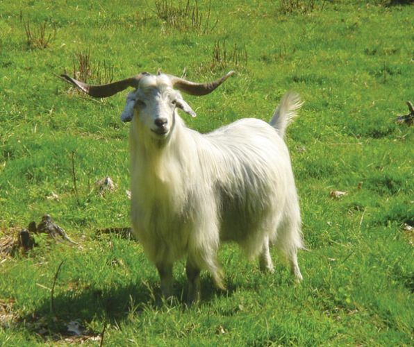 Which Goat is Best for Farming? - Grit